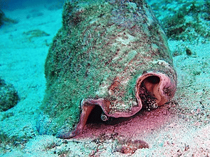 Aquatic Organisms - Environment Notes