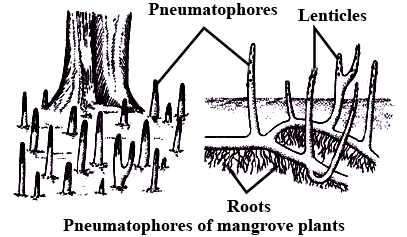 Pneumatophore - Environment Notes
