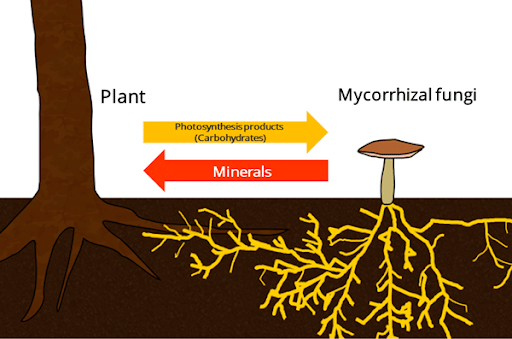 Mycorrhiza - Environment Notes