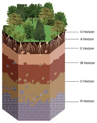 Soil Profile - Agriculture Notes