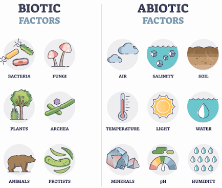 Biotic Components - Environment Notes