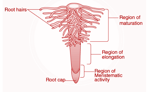 Tap Root System - Agriculture Notes
