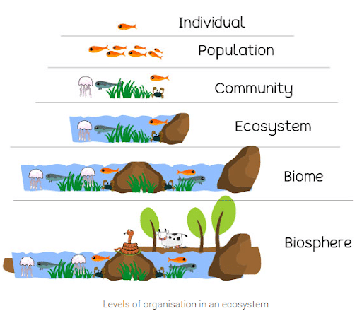 Levels of Organisations in Ecology - Environment Notes