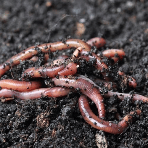 Vermiculture - Environment Notes