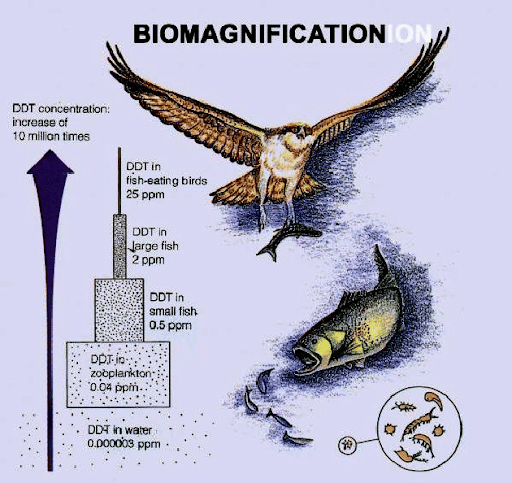 DDT - Toxicology Effects - Environment Notes