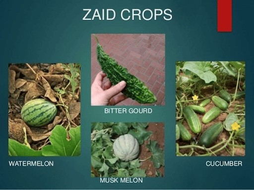 Zaid - Agriculture Notes