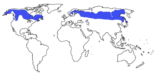 Forest Ecosystem - Environment Notes
