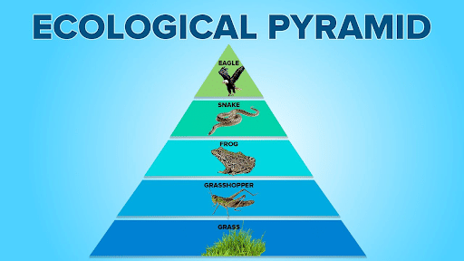 Ecological Pyramids - Environment Notes
