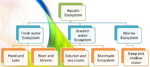 Aquatic Ecosystem - Environment Notes