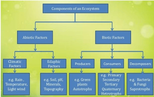 Ecosystem - Environment Notes