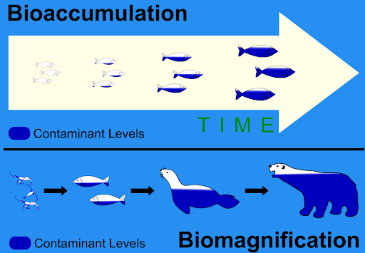 Biomagnification - Environment Notes
