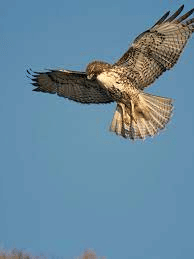 Consumers – Heterotrophs or Phagotrophs - Environment Notes