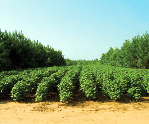 Alley Cropping - Agriculture Notes