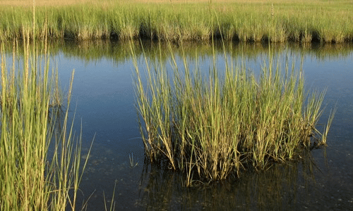 Brackish Water Ecosystems - Environment Notes