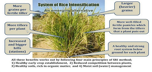 System Of Rice Intensification Sri Agriculture Notes