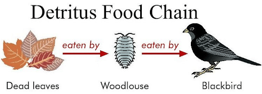 Detritus Food Chain - Environment Notes