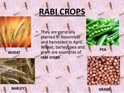 Rabi - Agriculture Notes