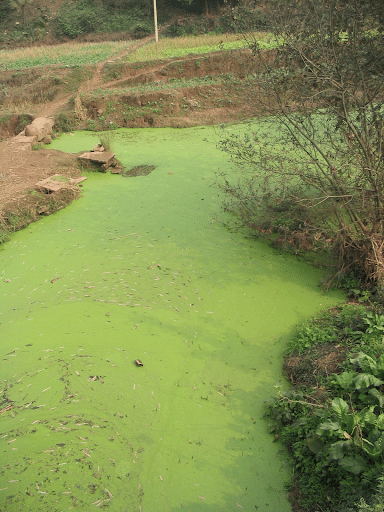 Eutrophication - Environment Notes