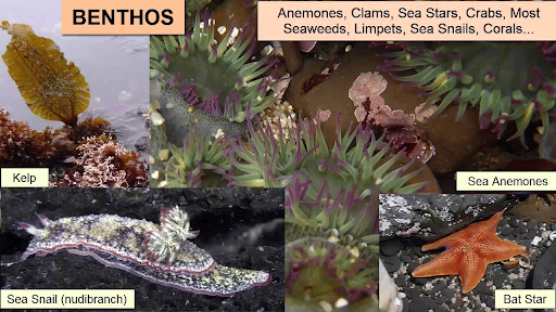 Aquatic Organisms - Environment Notes