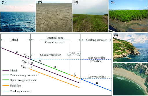 Coastal Wetlands - Environment Notes