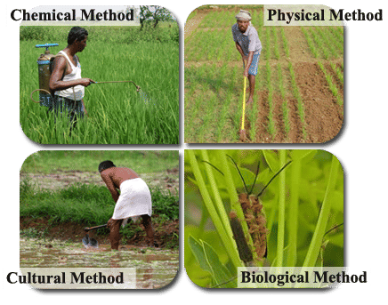 Weeds - Agriculture Notes