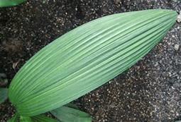 Monocots or Monocotyledons - Agriculture Notes