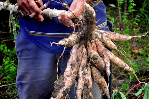 Storage Roots - Environment Notes