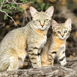 African Wildcat Rescue: Conservation Challenges and Key Facts