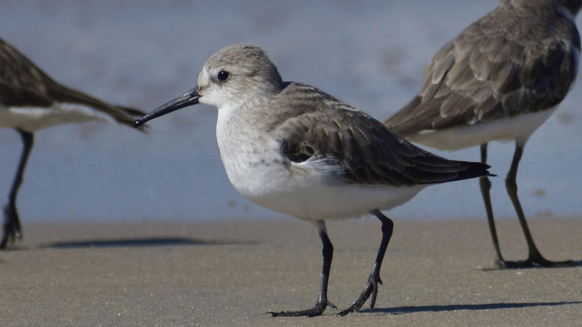 Dunlin Spotted in Kerala Bird Race 2024: A Detailed Overview