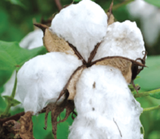 Genetically Modified Crops and Regulations in India – Science ...