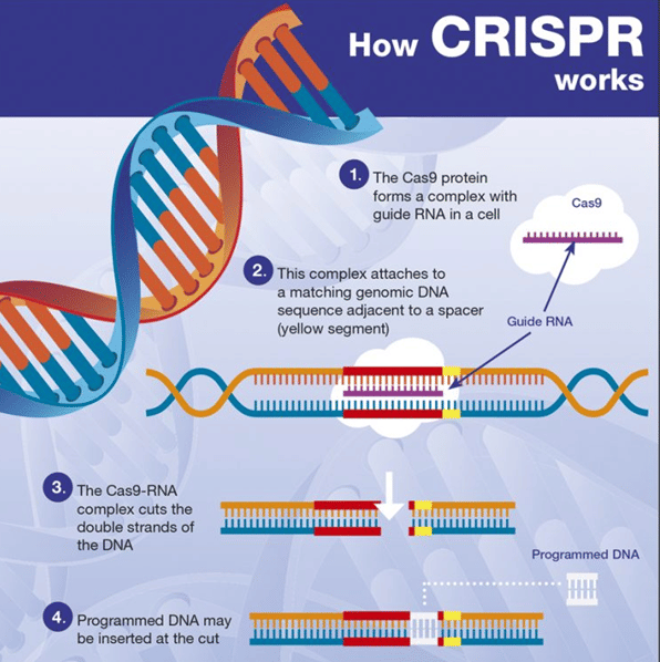 CRISPR Gene-Editing: Revolutionizing Science and Medicine