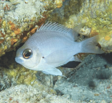 Discovering Chromis Abadhah: A New Deep-Sea Damselfish Species from the ...