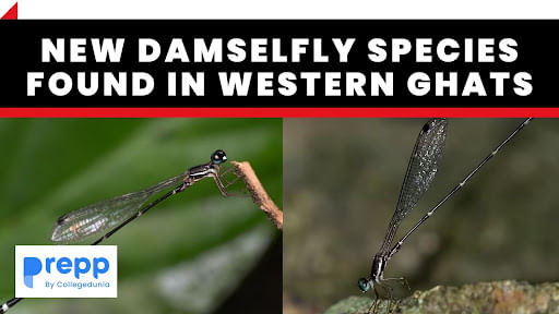 New Damselfly Species Found In Western Ghats