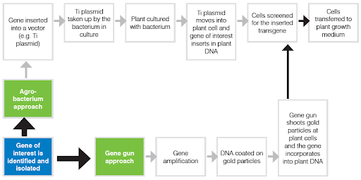 Genetically Modified Crops and Regulations in India – Science ...
