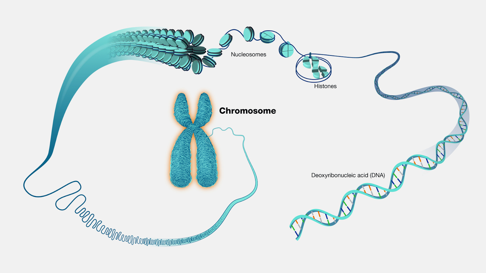 Extrachromosomal DNA (ecDNA): A Revolutionary Insight into Cancer Research