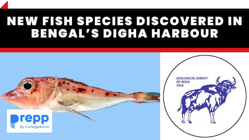 New Fish Species Discovered In Bengal’s Digha Harbour