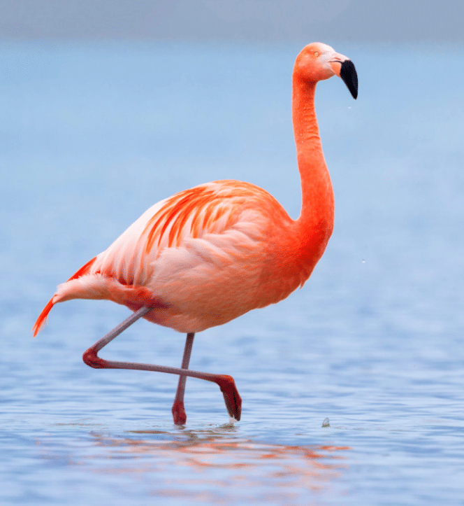 Greater Flamingo: A Spotlight on the Flamingo Festival 2025