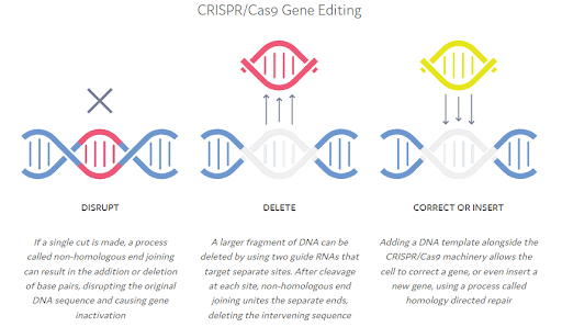 Gene Editing – What is CRISPR-Cas9? – Science & Technology Notes