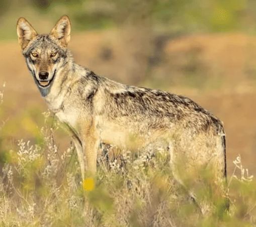 Indian Grey Wolf: Endangered Wolves Thriving at Bankapur Wolf Sanctuary