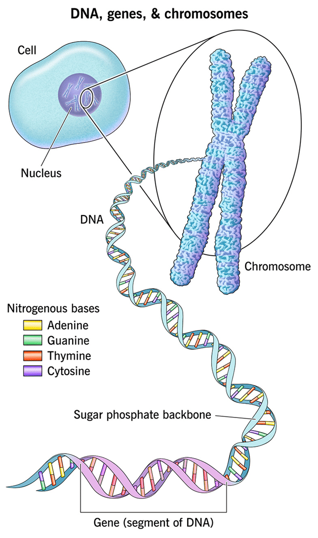 Overlapping Genes: Unlocking Genetic Mysteries Through Ultra-Conserved ...