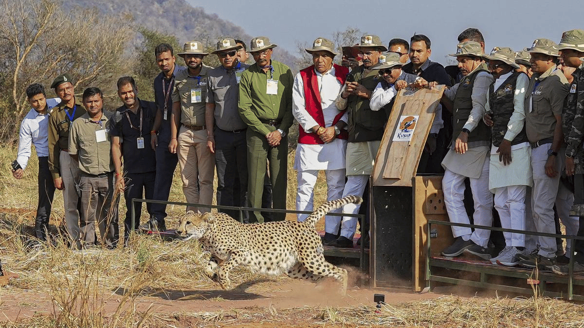 Kuno National Park: Madhya Pradesh's Cheetah Conservation Success Story