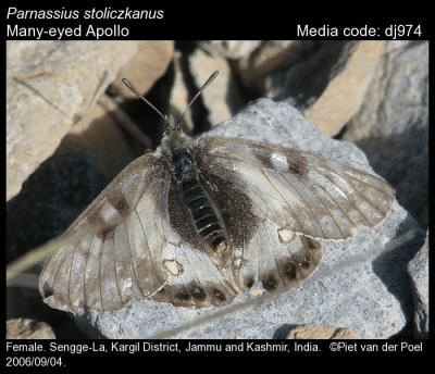 Dusted Apollo, A Rare High Altitude Butterfly, Sighted For First Time ...