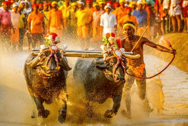Kambala: A Thrilling Buffalo Racing Festival of Karnataka