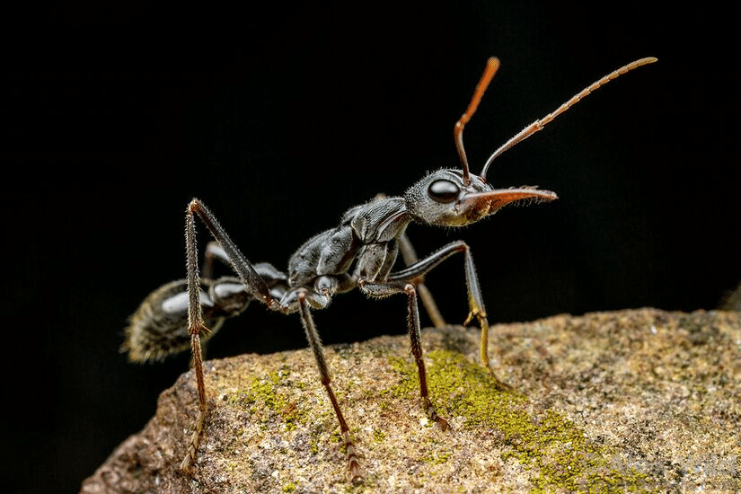 Myrmecia Pyriformis: The Bull Ant That Navigates Using Polarised Moonlight