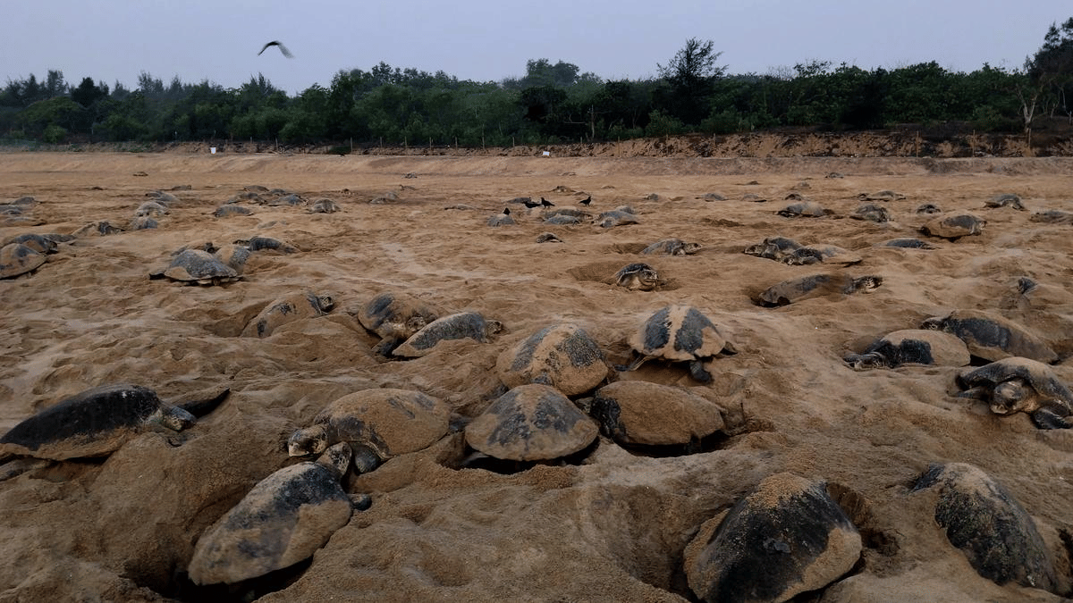 Olive Ridley Sea Turtle: Population Growth and Conservation