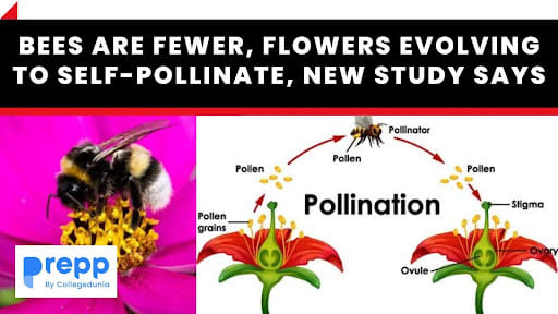 Bees are Fewer, Flowers Evolving to Self-Pollinate, New Study Says