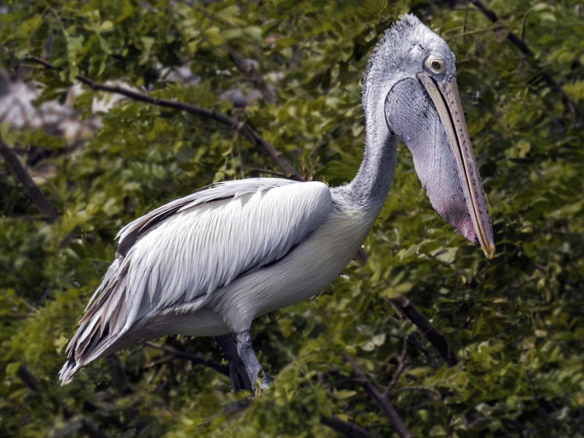 Spot-Billed Pelican: Habitat, Behavior, and Conservation Status
