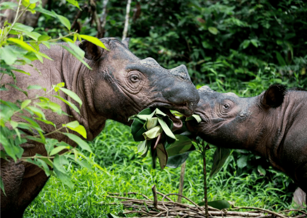 Sumatran Rhinoceros: A Success Story in Conservation