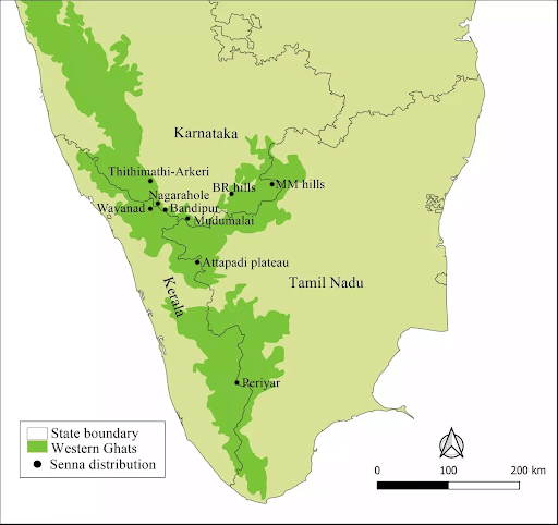 Scientists Discover New Kangaroo Lizard Species From Western Ghats