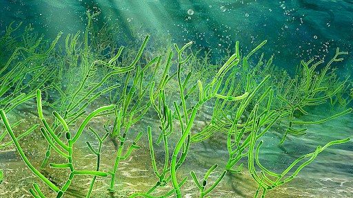 Sea weeds store